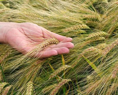 Gerstoni - Genuss zum Wohlfühlen mit Gersten-Beta-Glucan